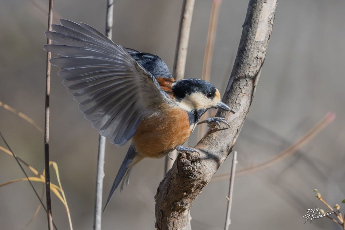 ヤマガラ | GANREF