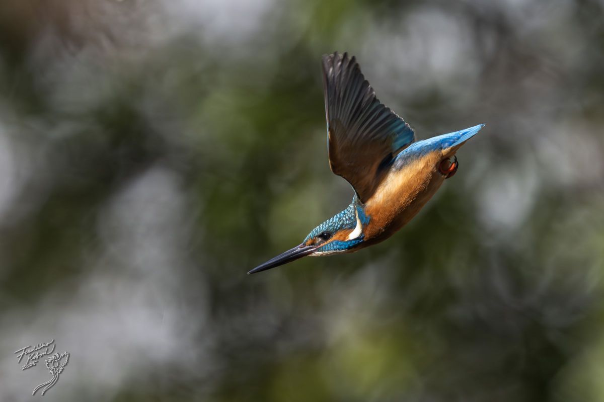 いそげ〜！ | GANREF