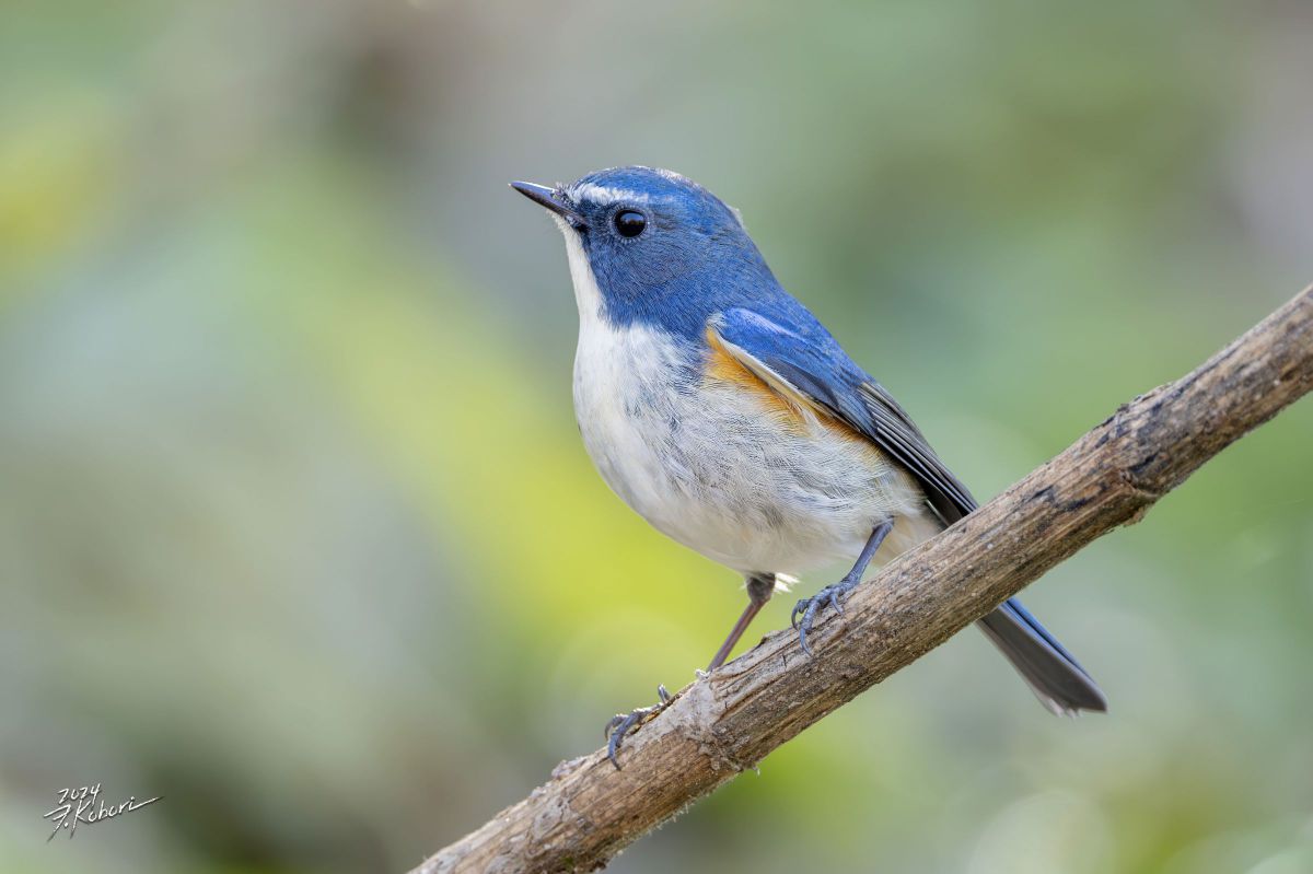 今日のドラえもん | GANREF