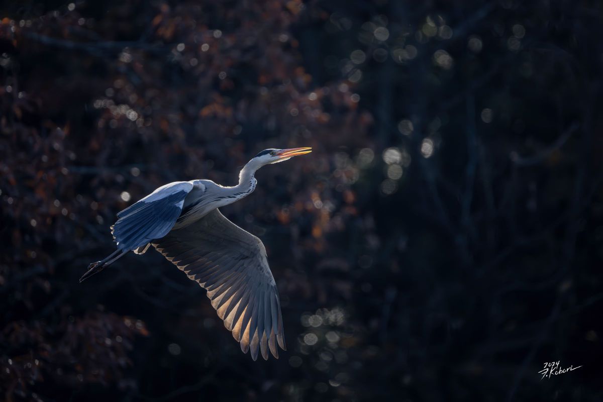 アオサギ | GANREF