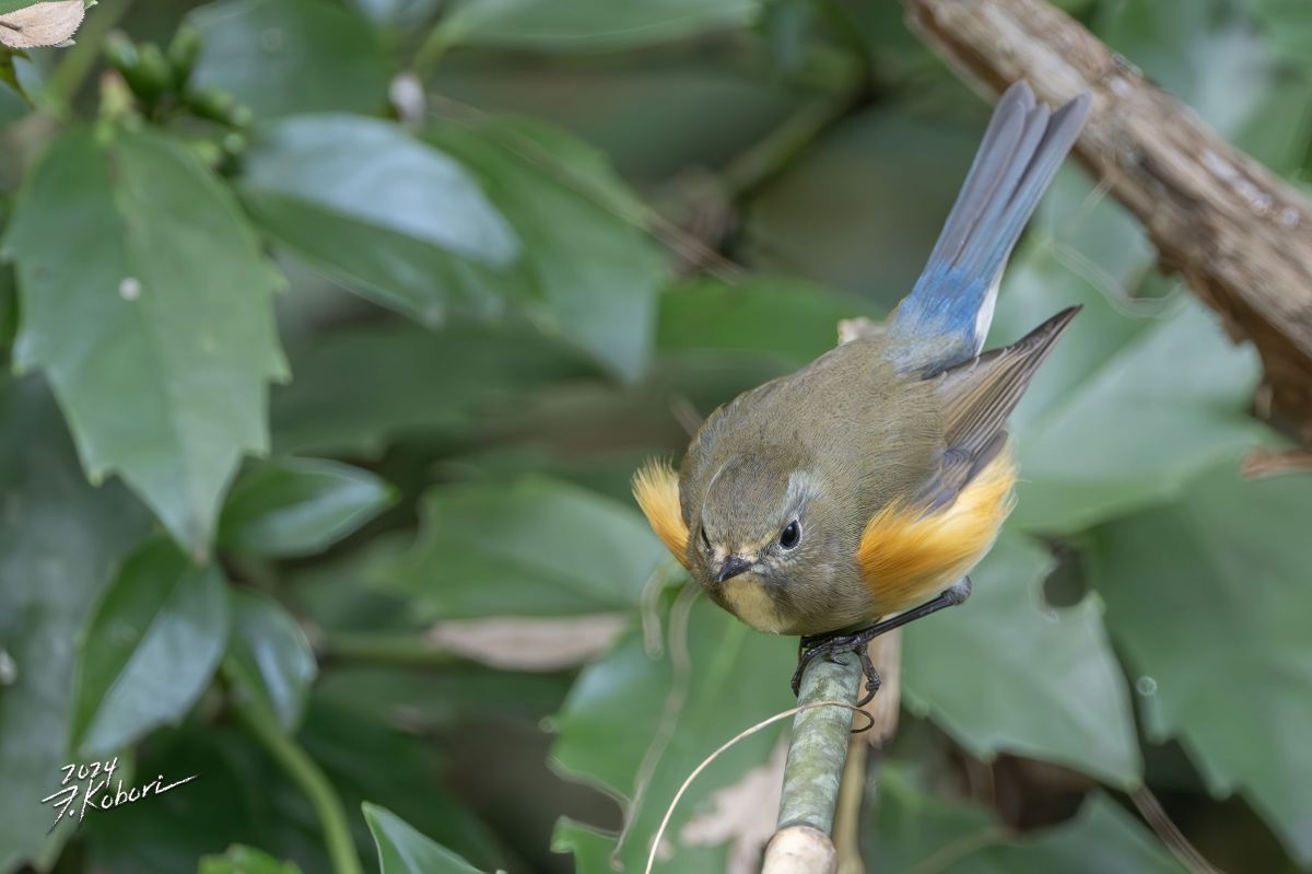 ルリビタキ | GANREF