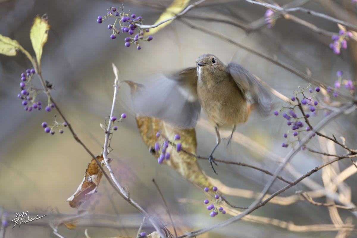 ジョウビタキ | GANREF