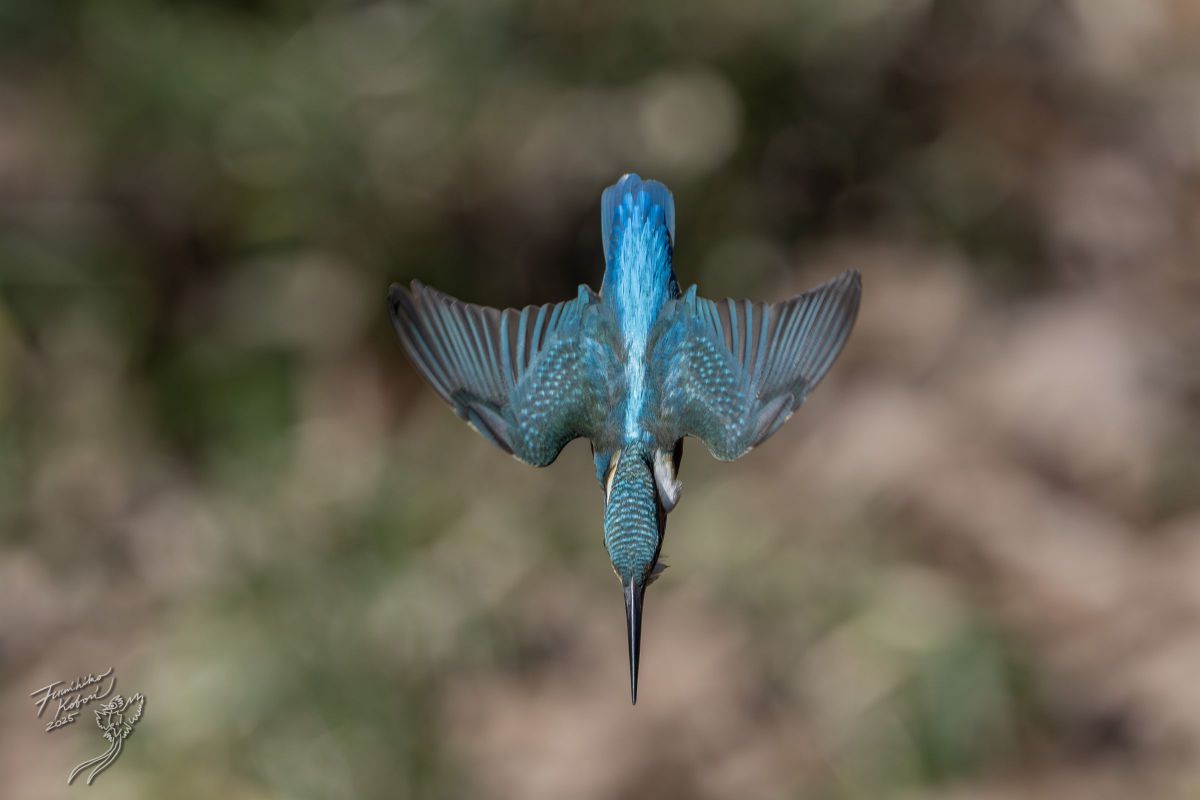 急降下💦 | GANREF