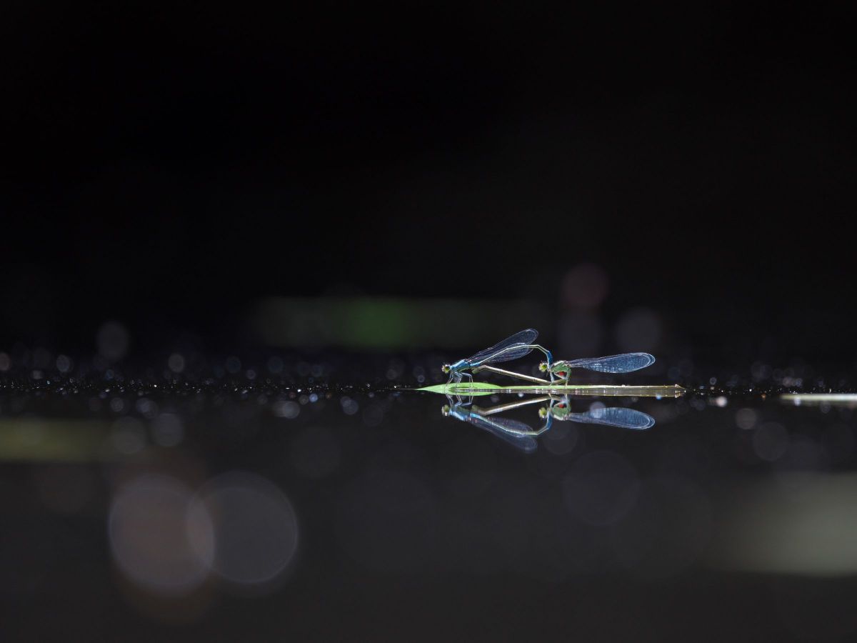 主役たち | GANREF