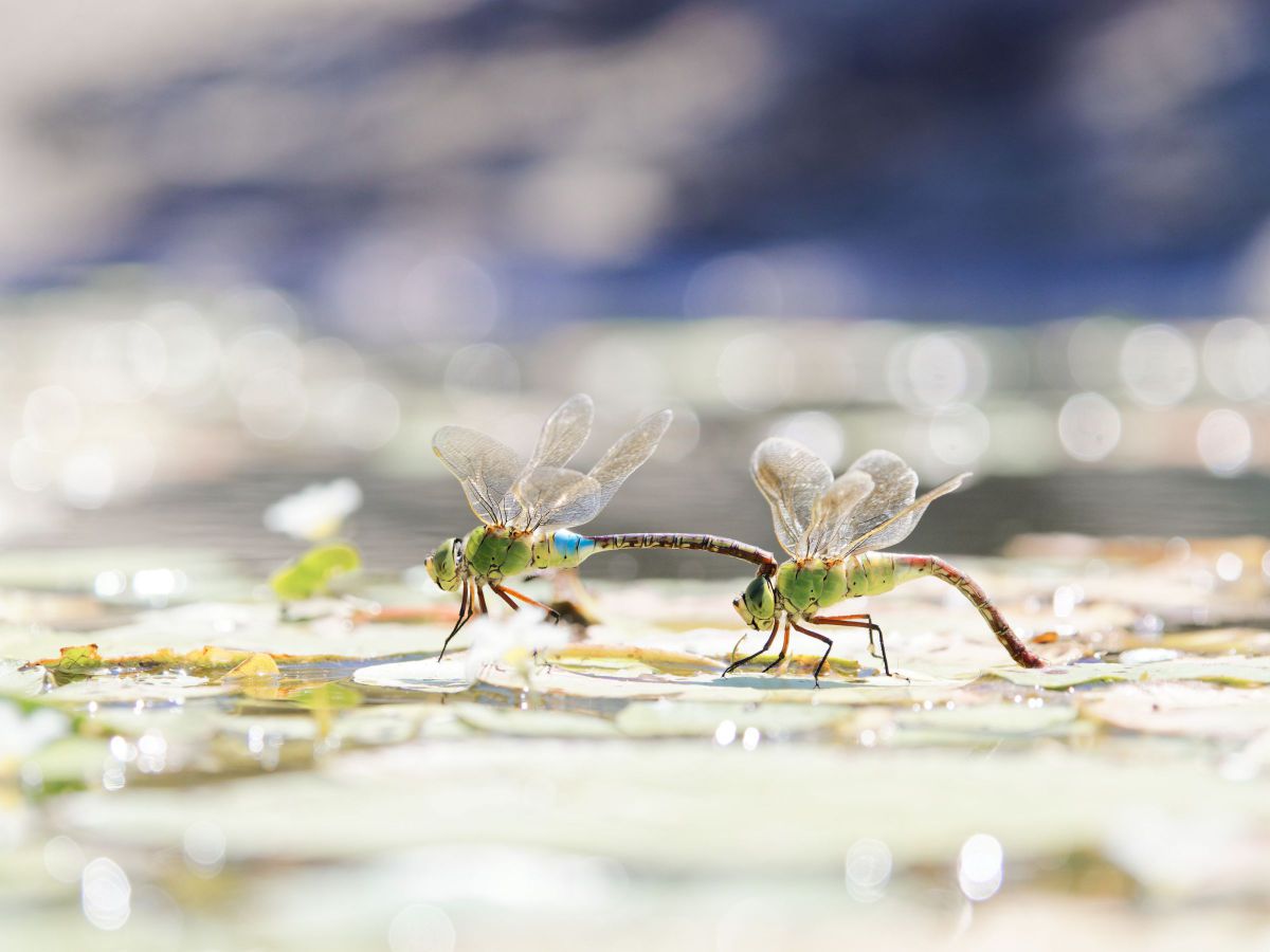 ギン産卵(2) | GANREF