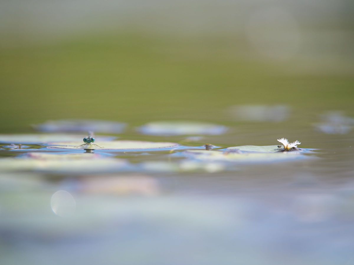 小さなものたち | GANREF