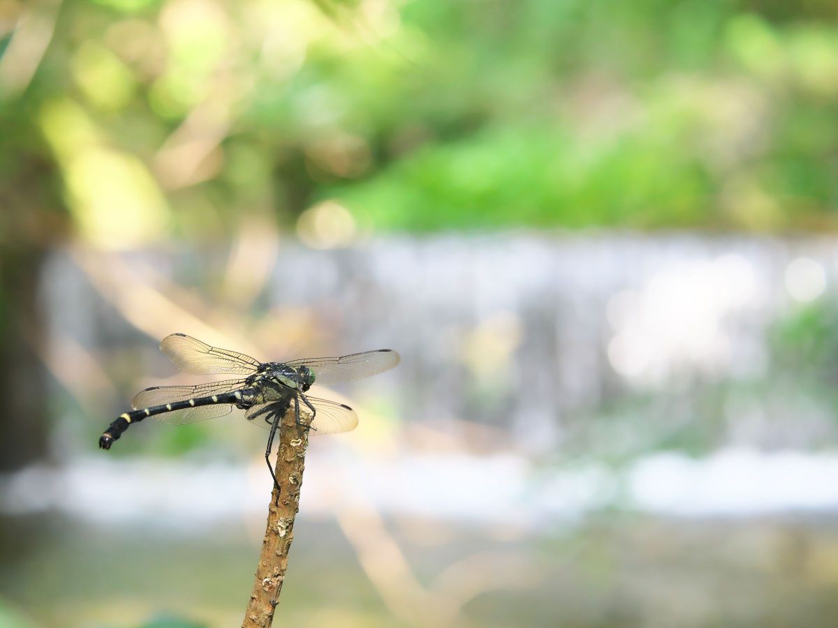 涼を求めて | GANREF