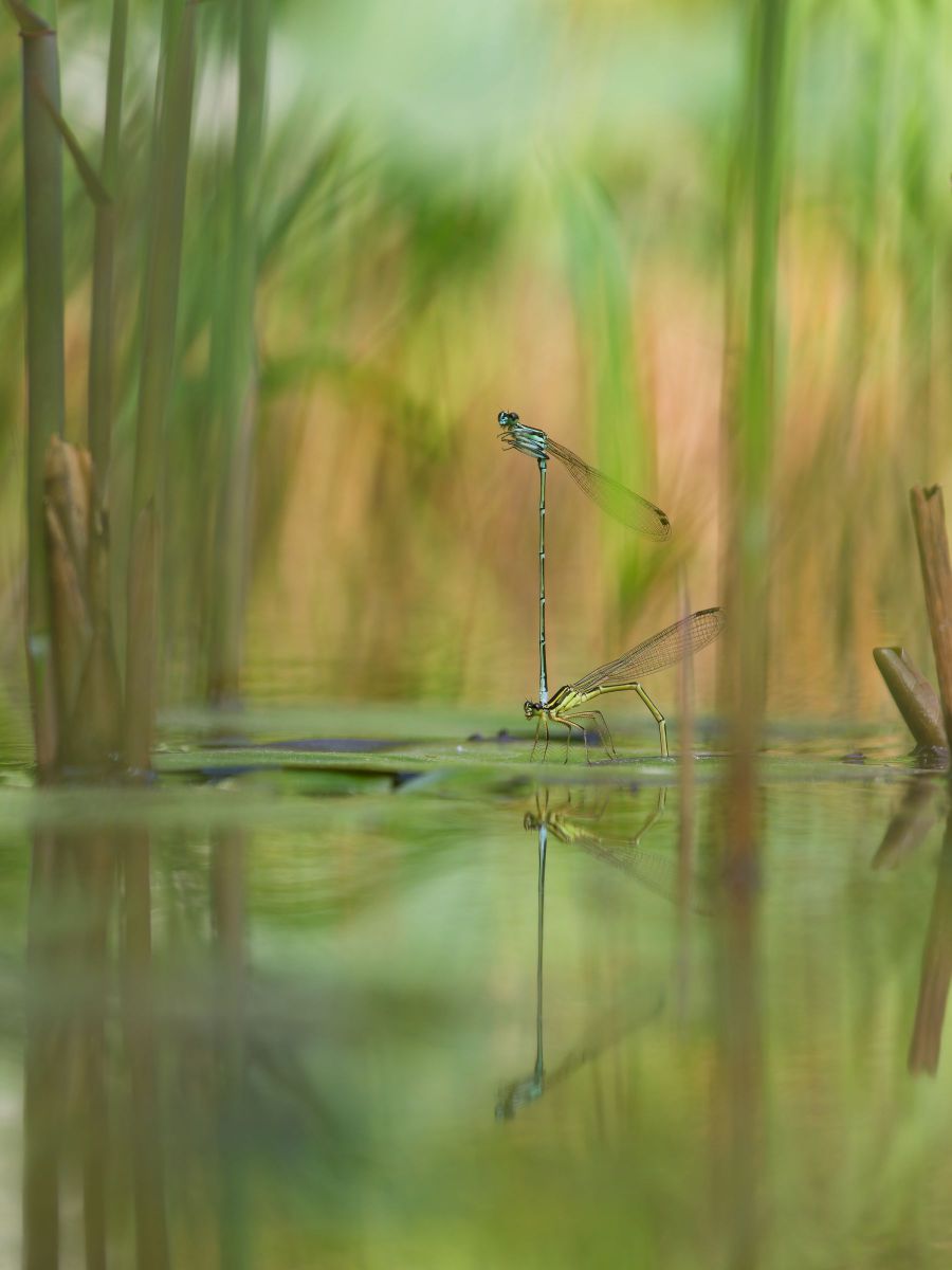 モノサシトンボ産卵 | GANREF