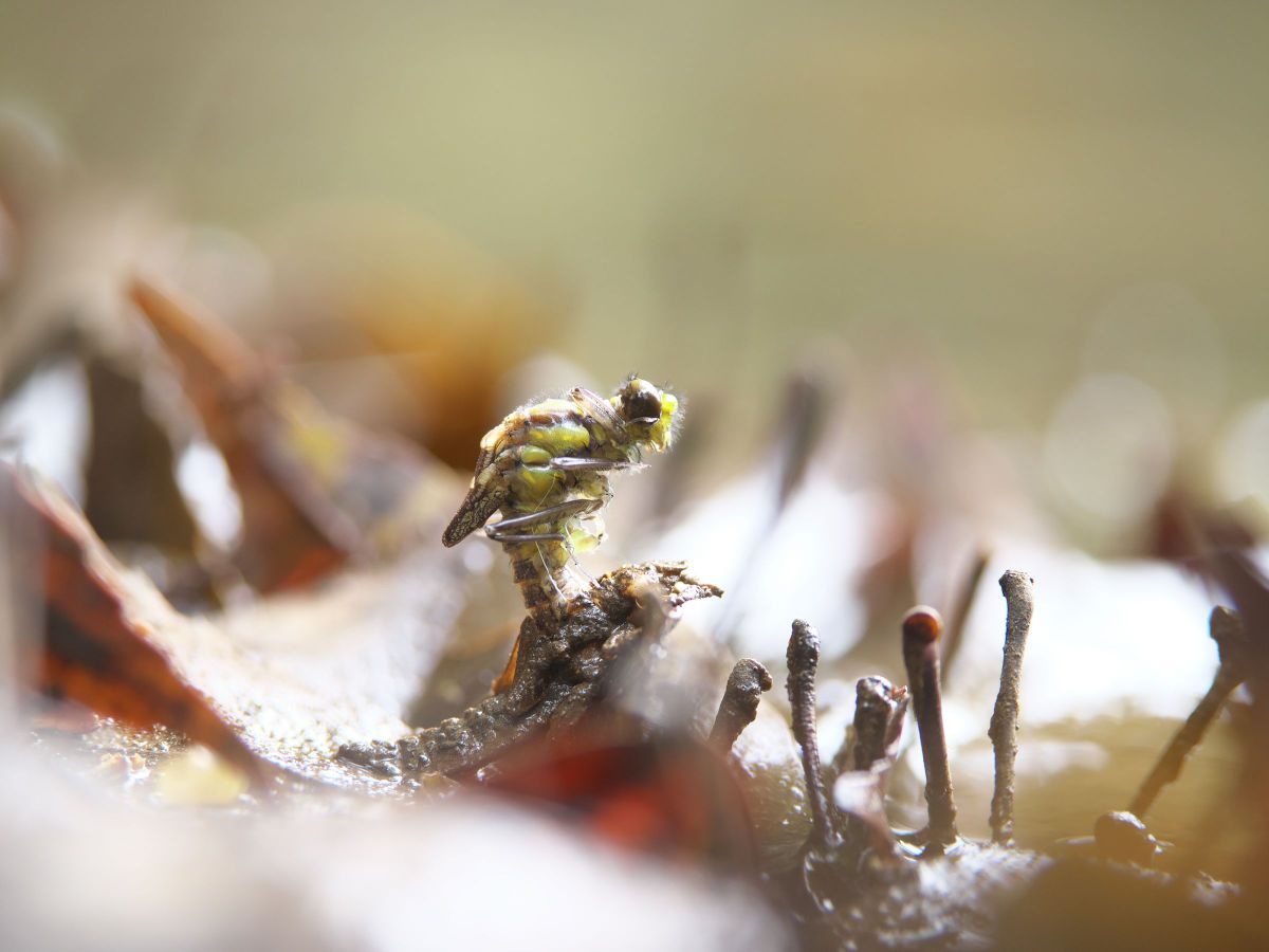 タベサナエ羽化 | GANREF