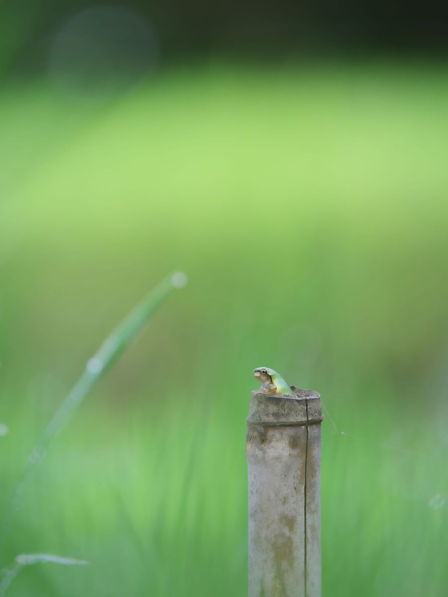 今年最後 | GANREF