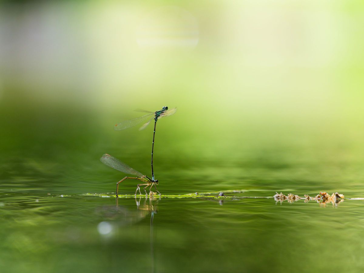 6月のモノサシ | GANREF