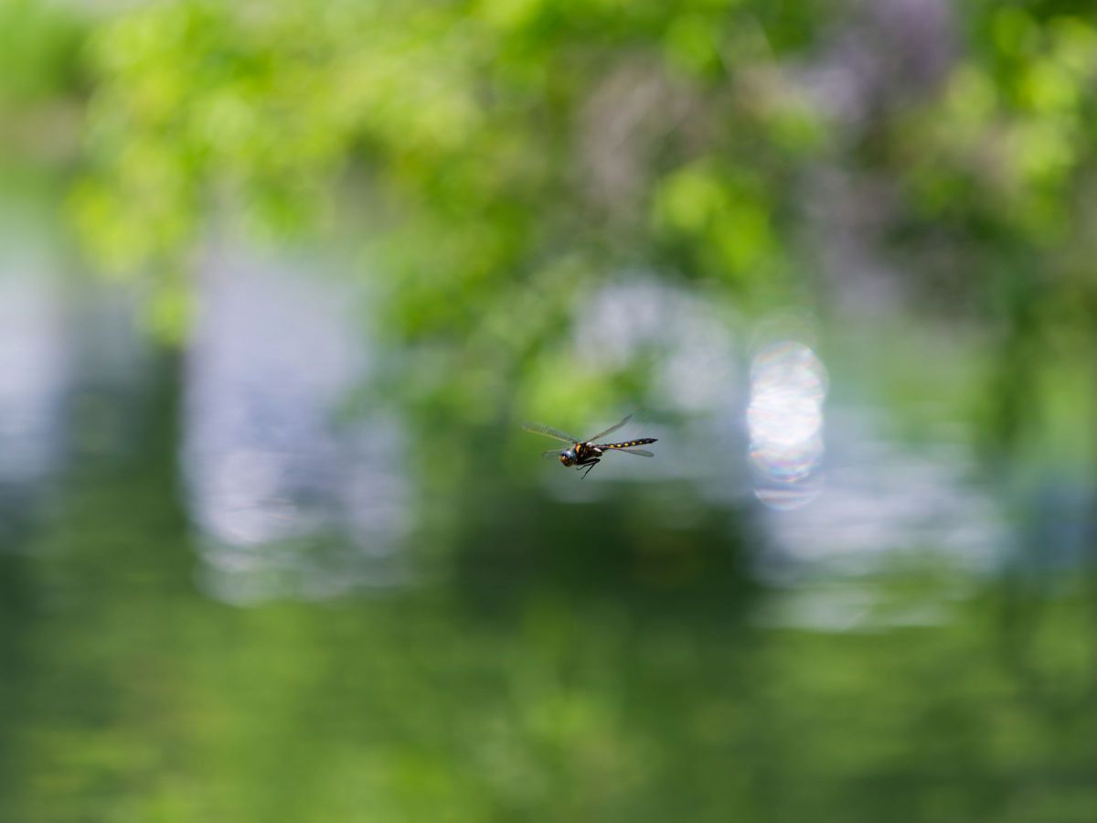 何かが飛んでる | GANREF