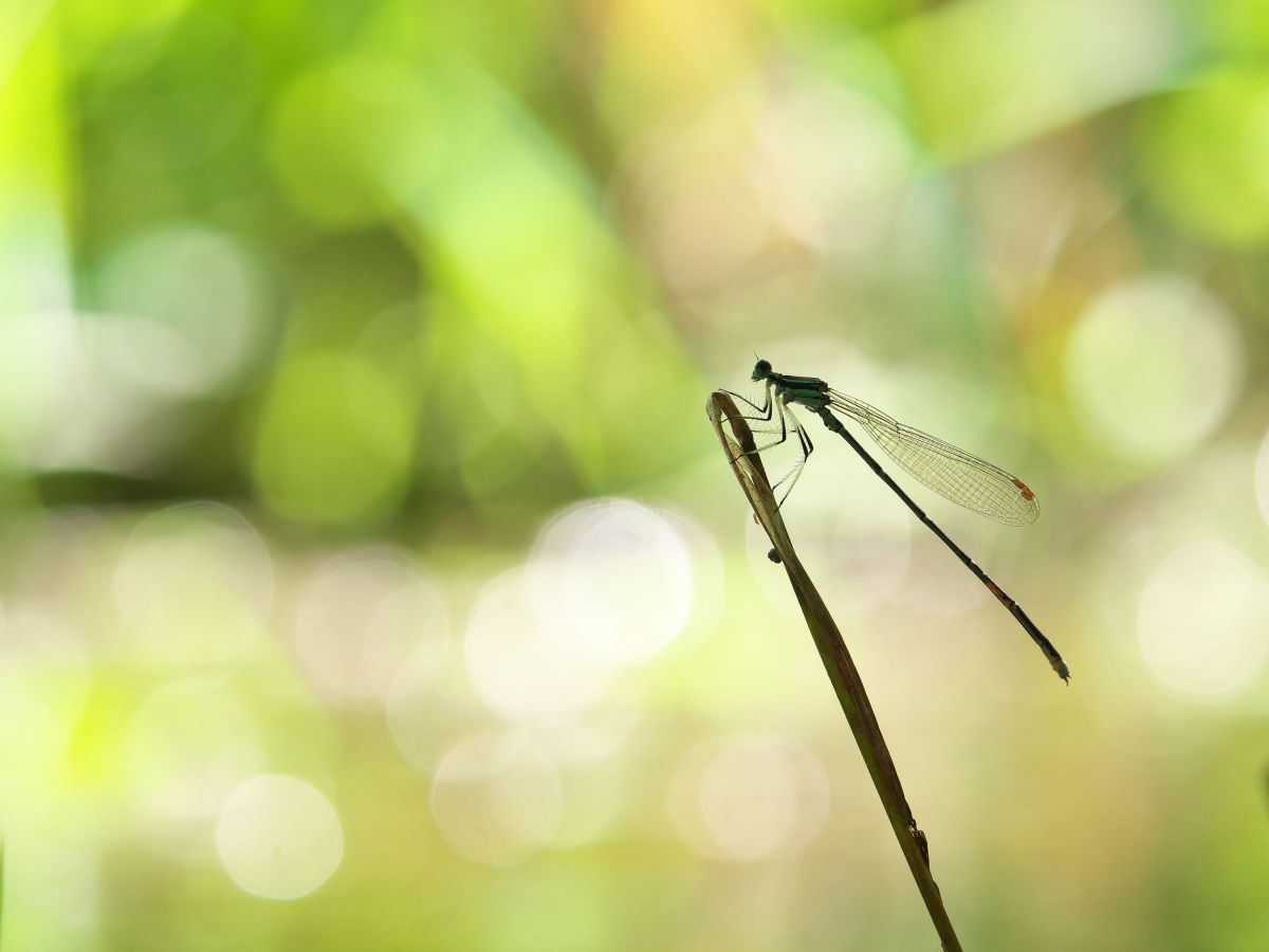 木陰のモノサシ | GANREF