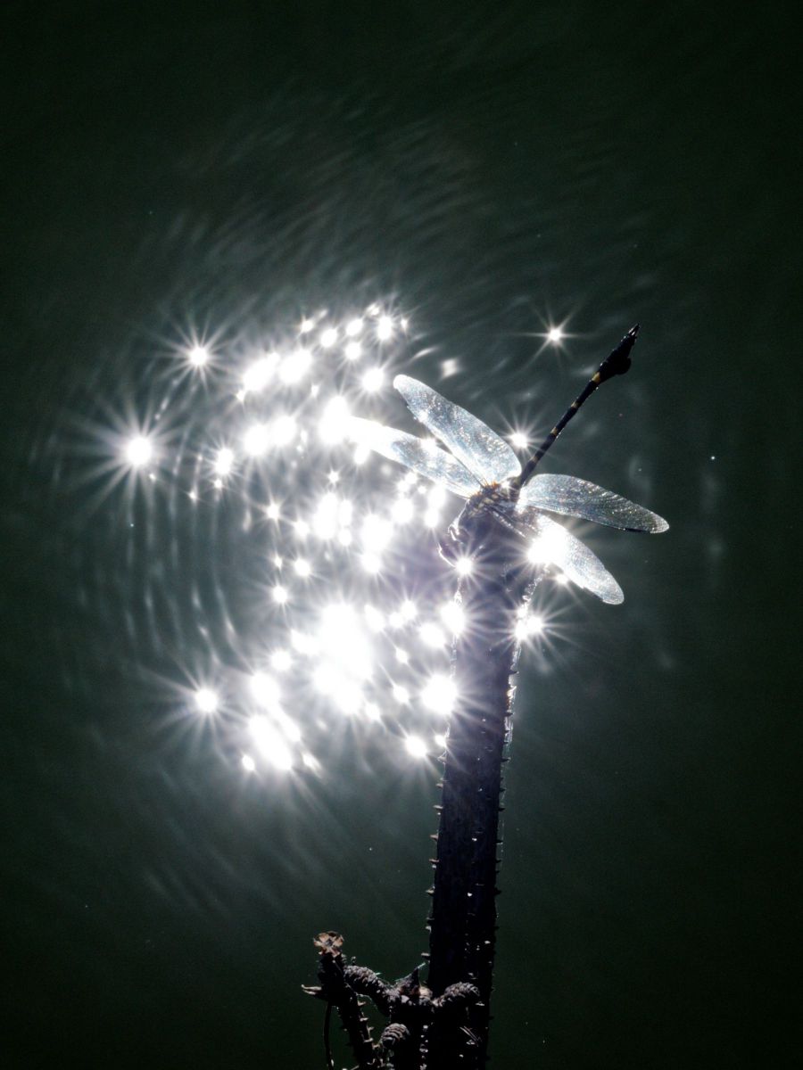 キラキラ | GANREF