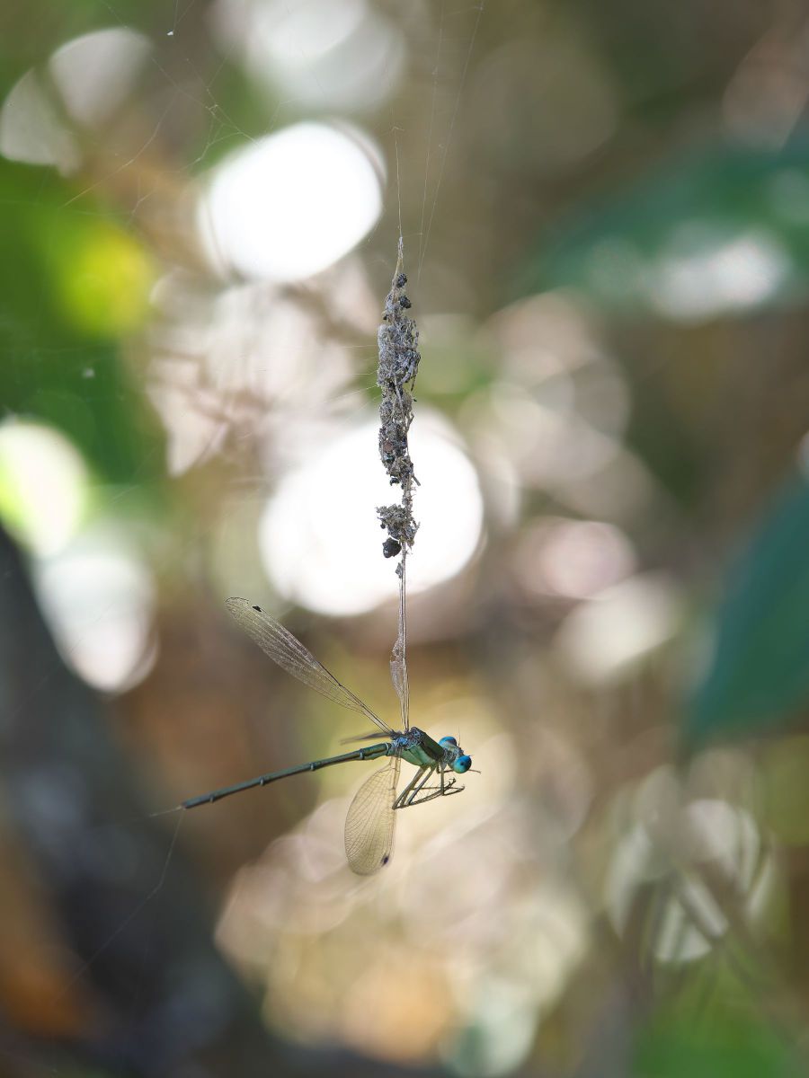 ゴミになる | GANREF