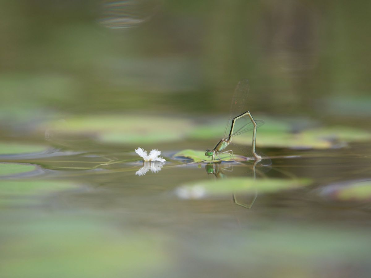花を添える | GANREF