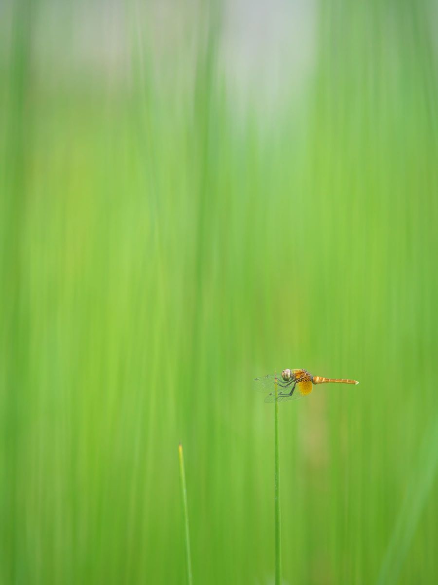ハッチョウトンボ（未熟オス） | GANREF