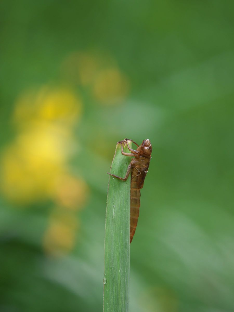 もぬけの殻 | GANREF