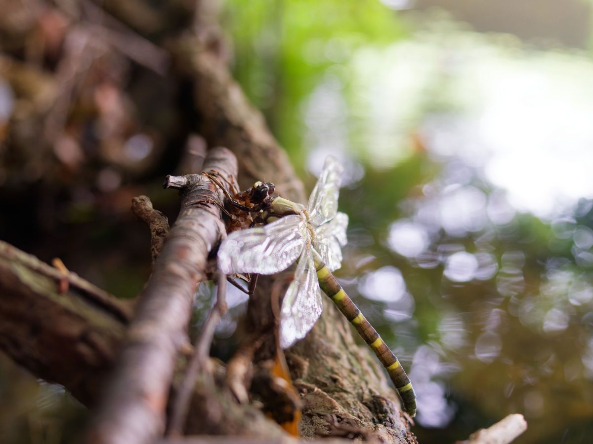 小鬼誕生 | GANREF