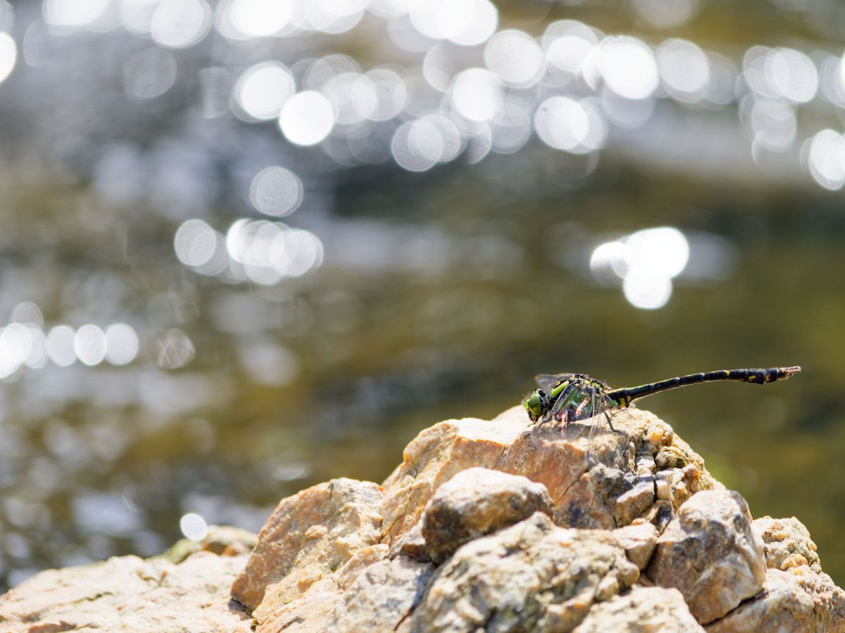 アオサナエ | GANREF