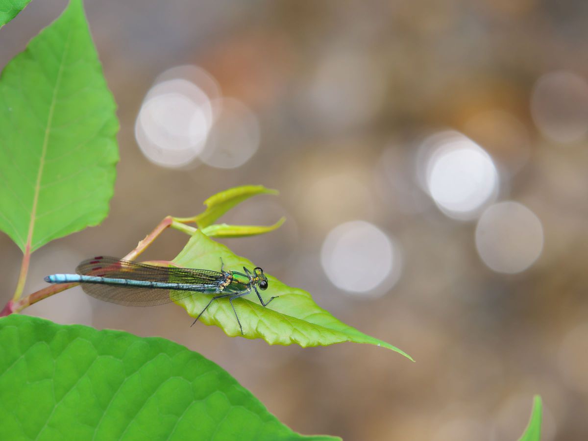 曇天の玉ボケ | GANREF