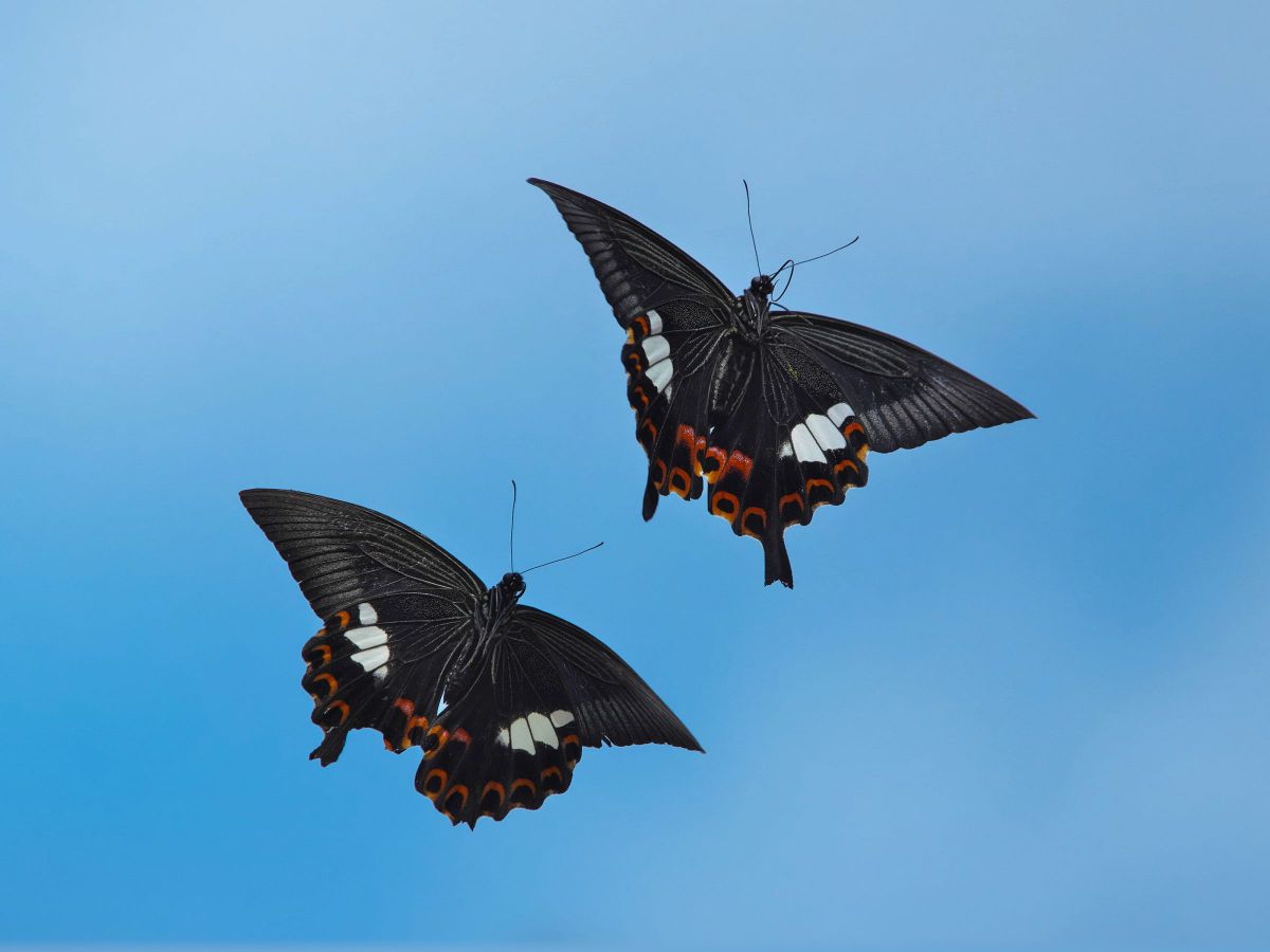 Flying ＆ Flying | GANREF