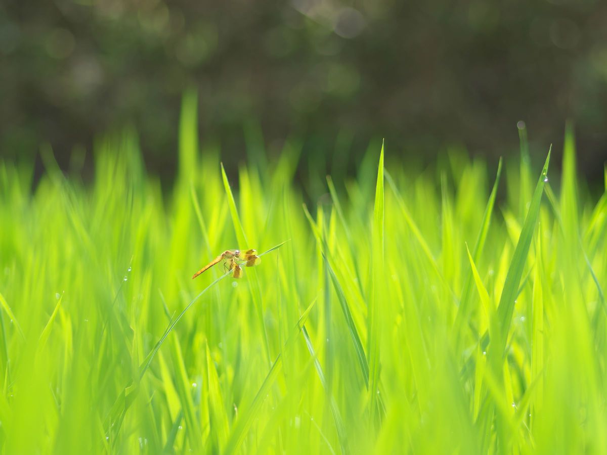 青田に深山 | GANREF