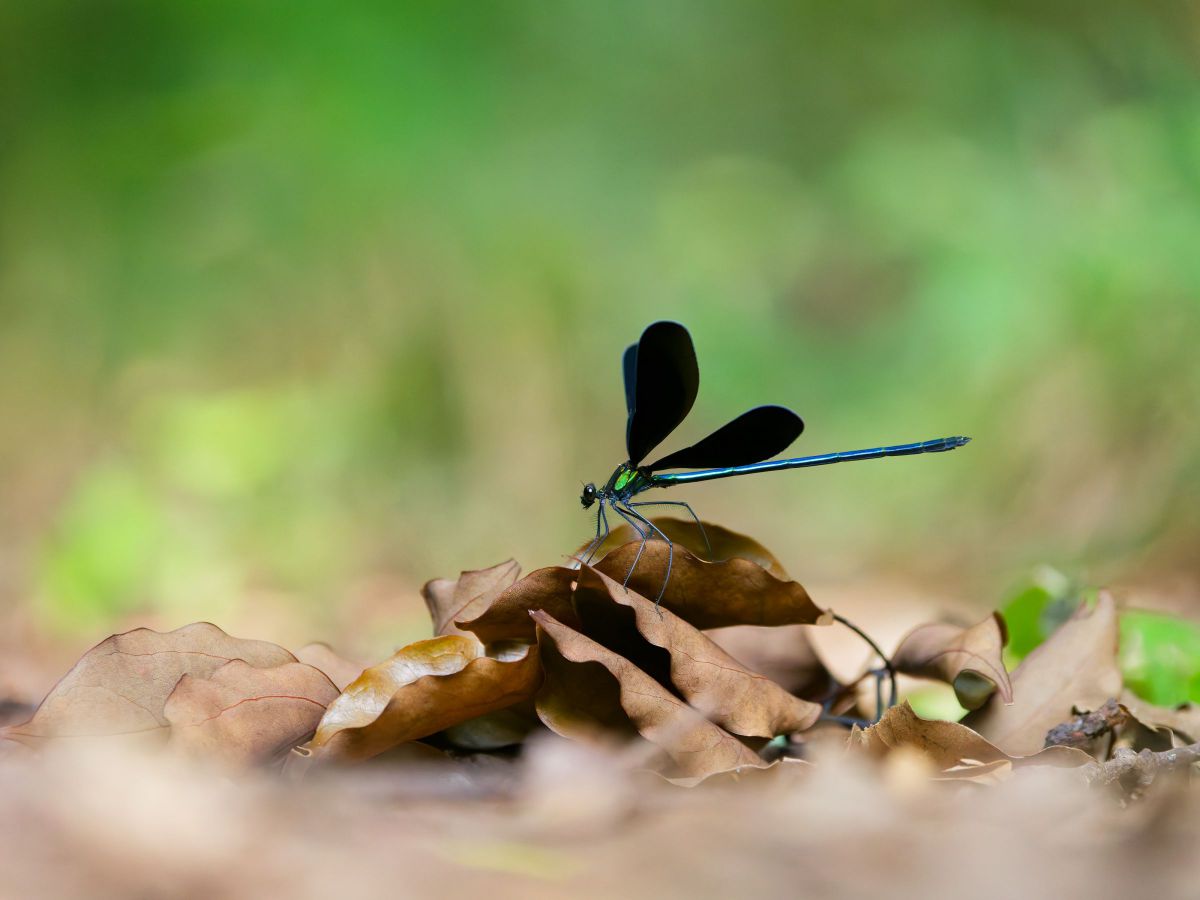 ハグロトンボ | GANREF