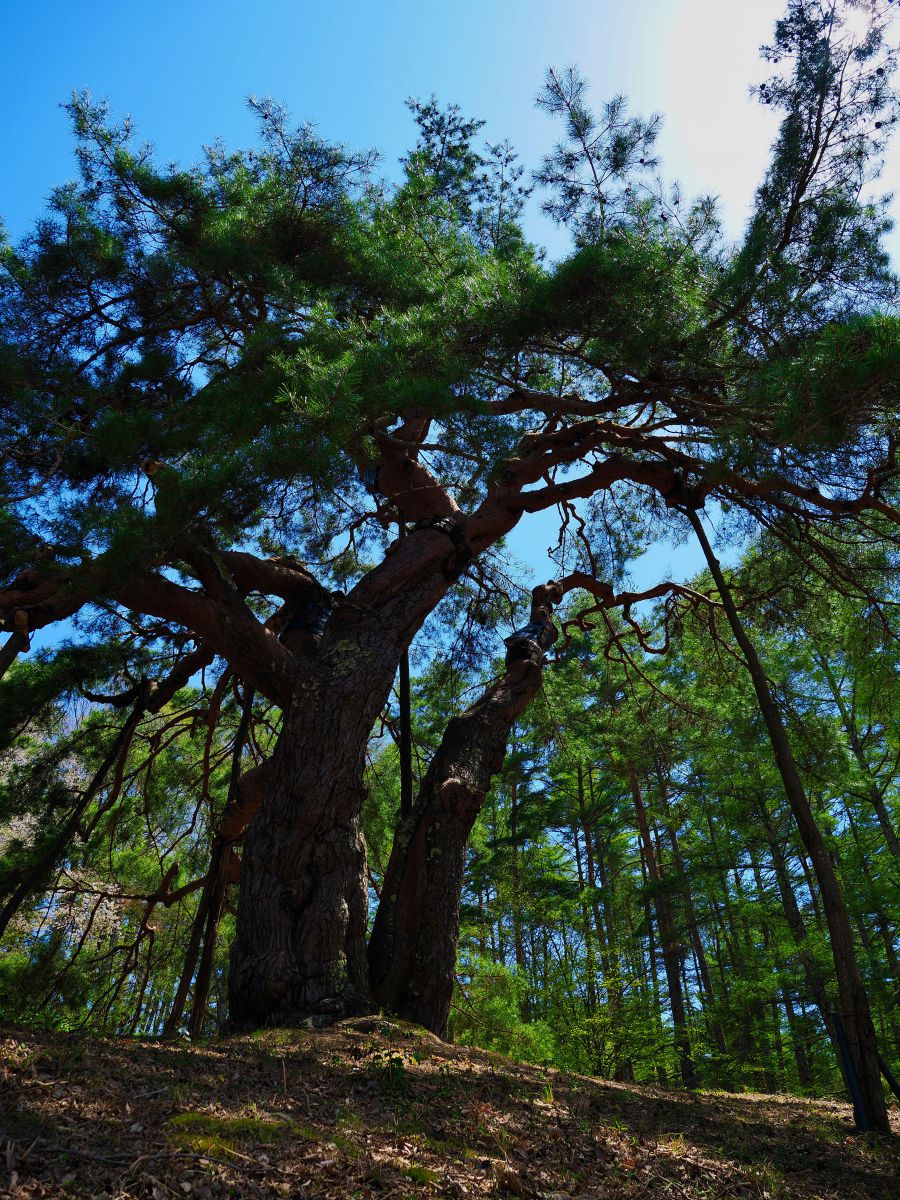 からかさ松 | GANREF