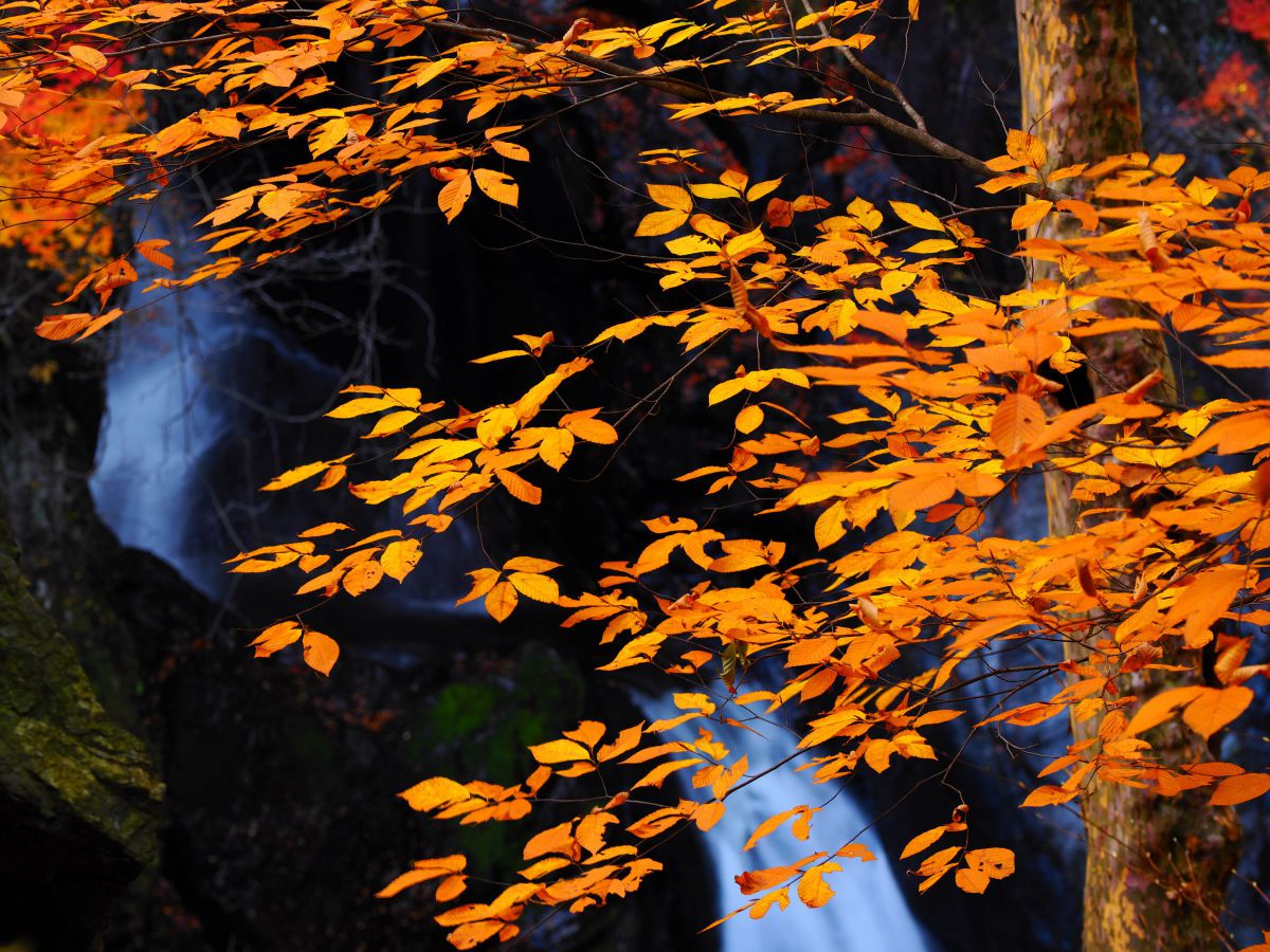 Autumn color | GANREF