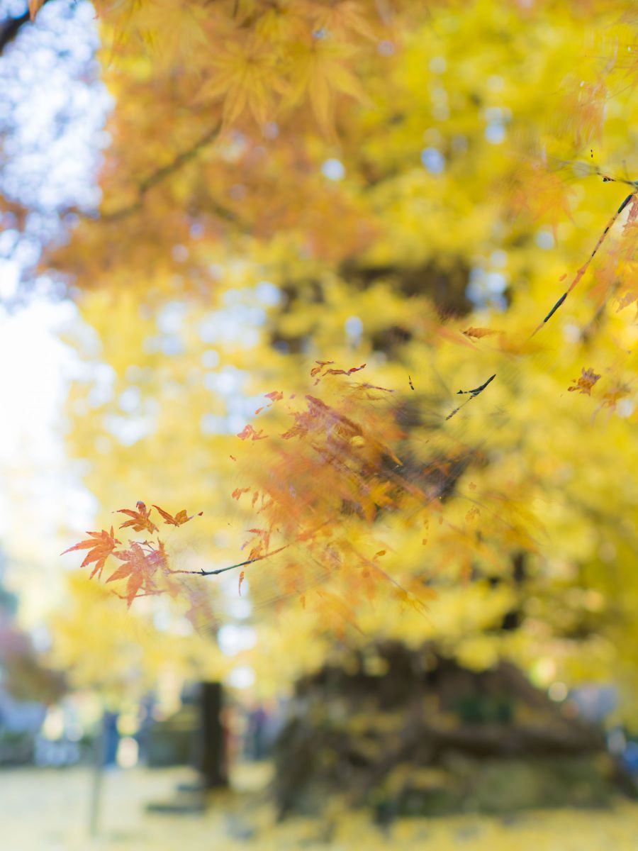 motion blur | GANREF