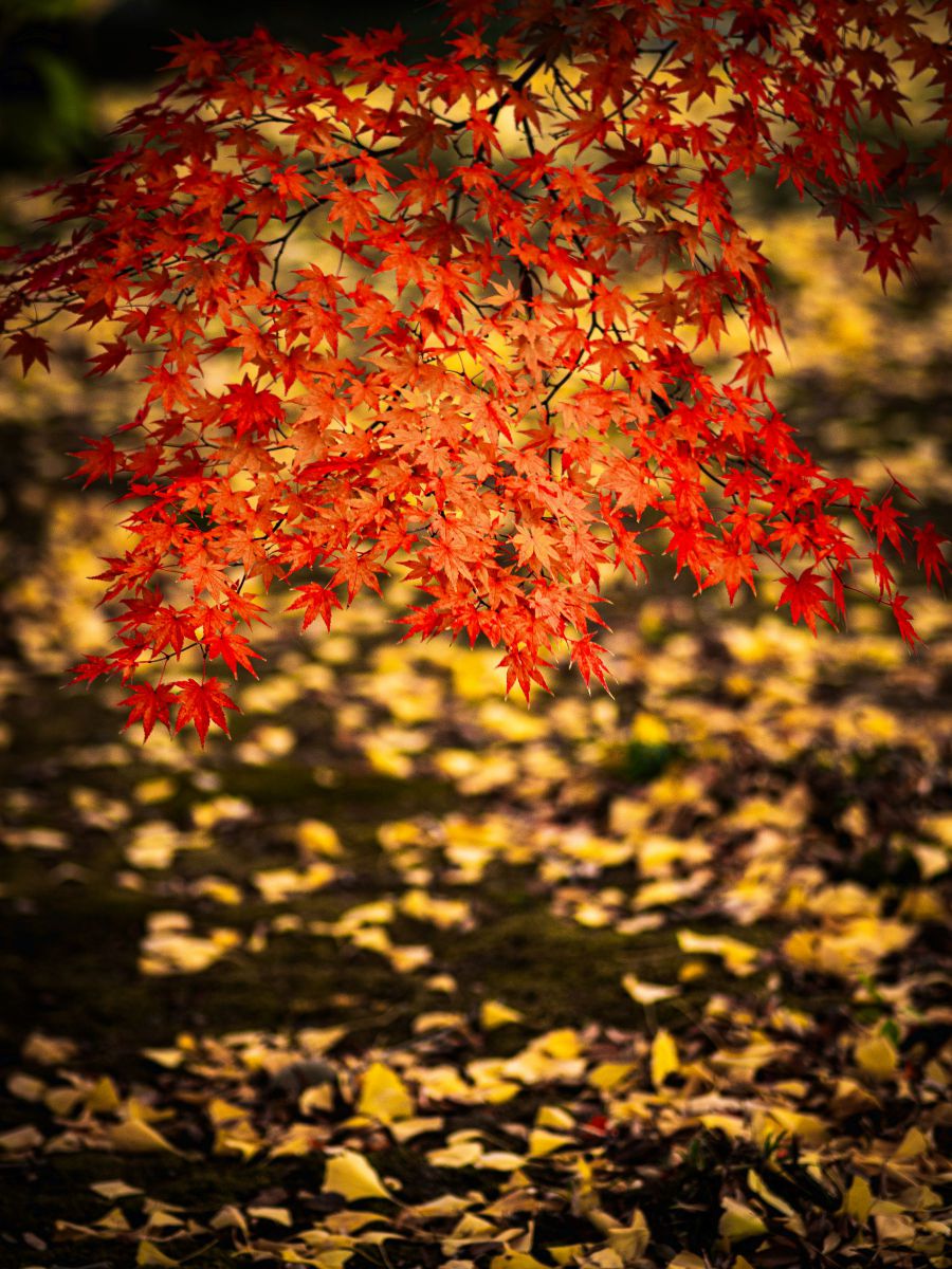 秋が枝垂れる | GANREF