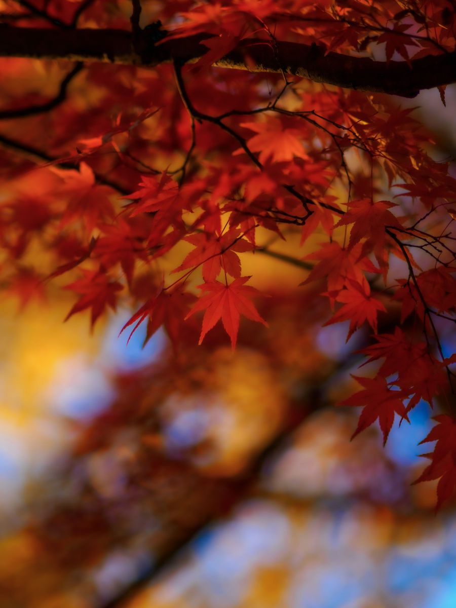 赤、青、黄色 | GANREF