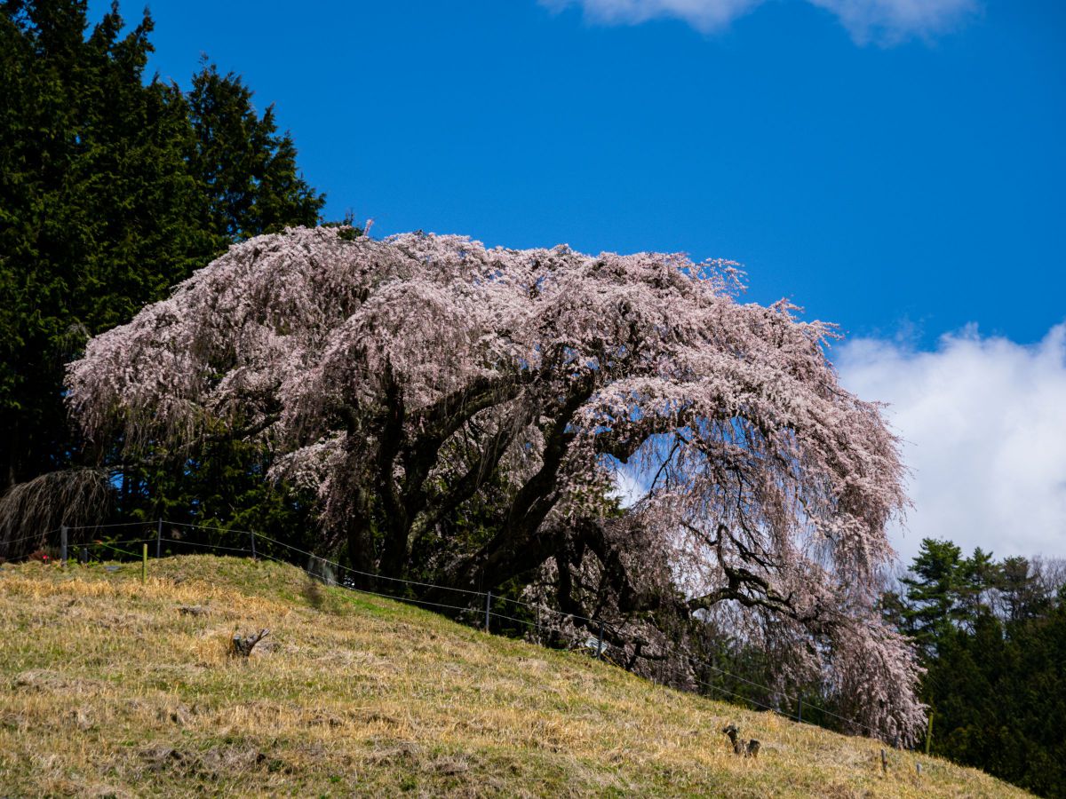 乙ヶ妻のしだれ桜 | GANREF