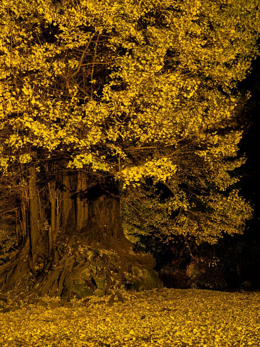 Yellow Buond | GANREF