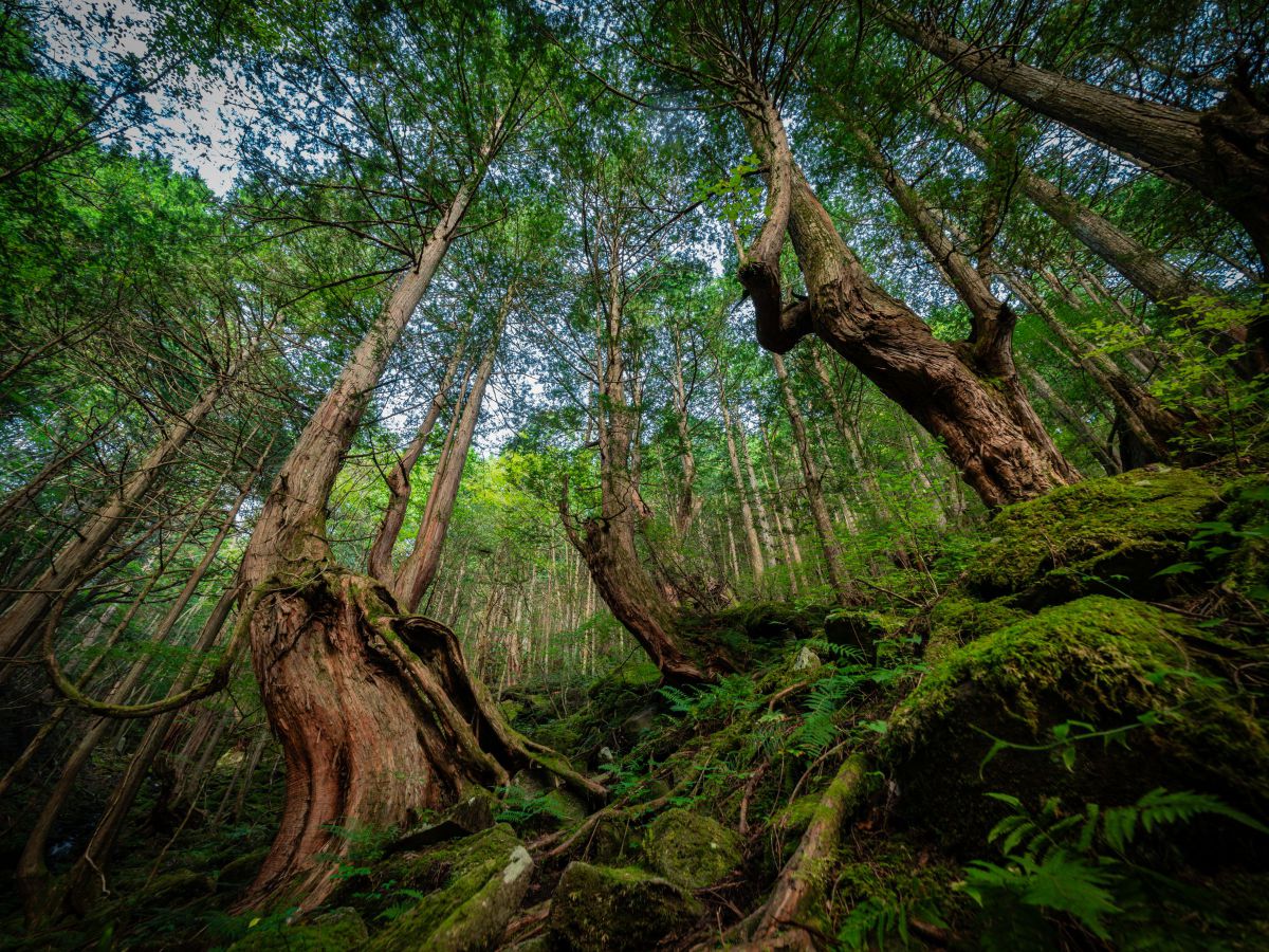 学術参考林 | GANREF