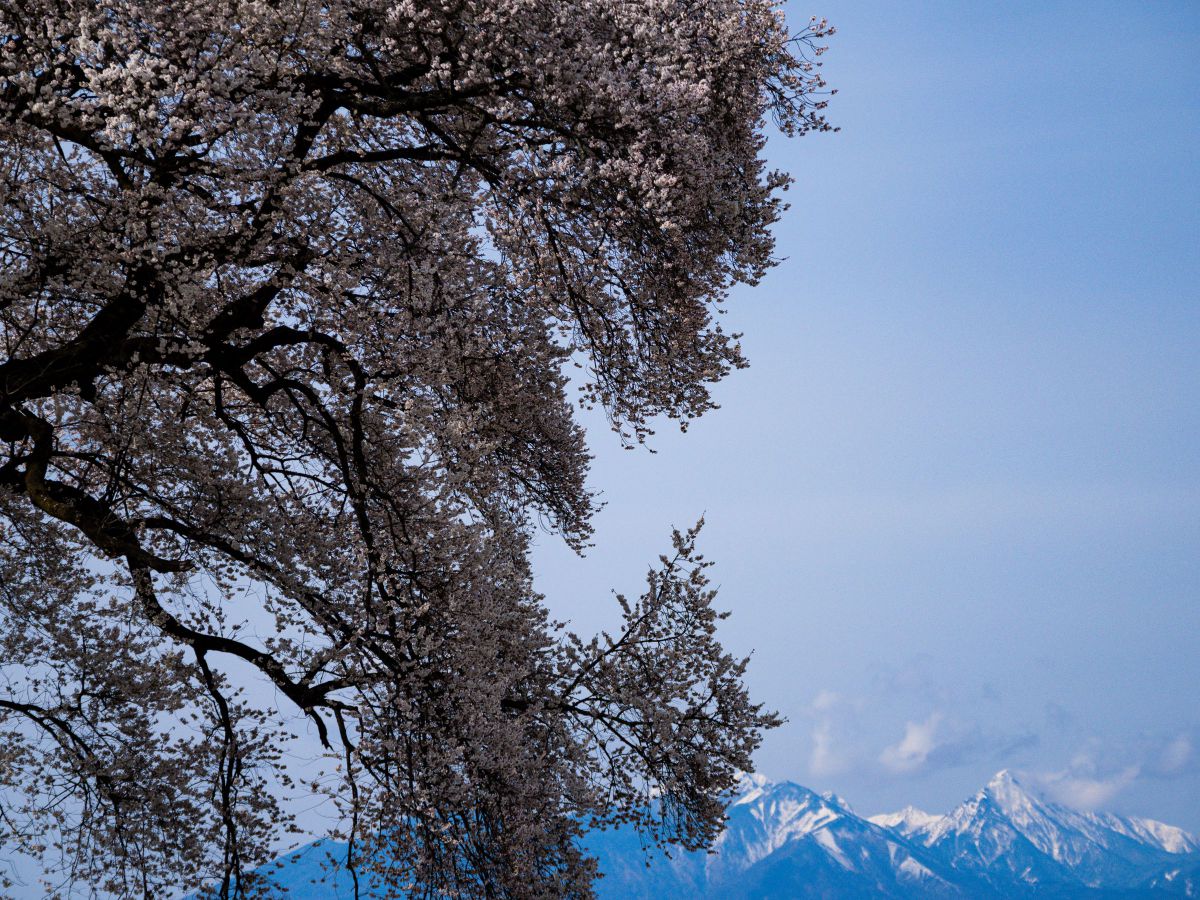 残雪と桜 | GANREF