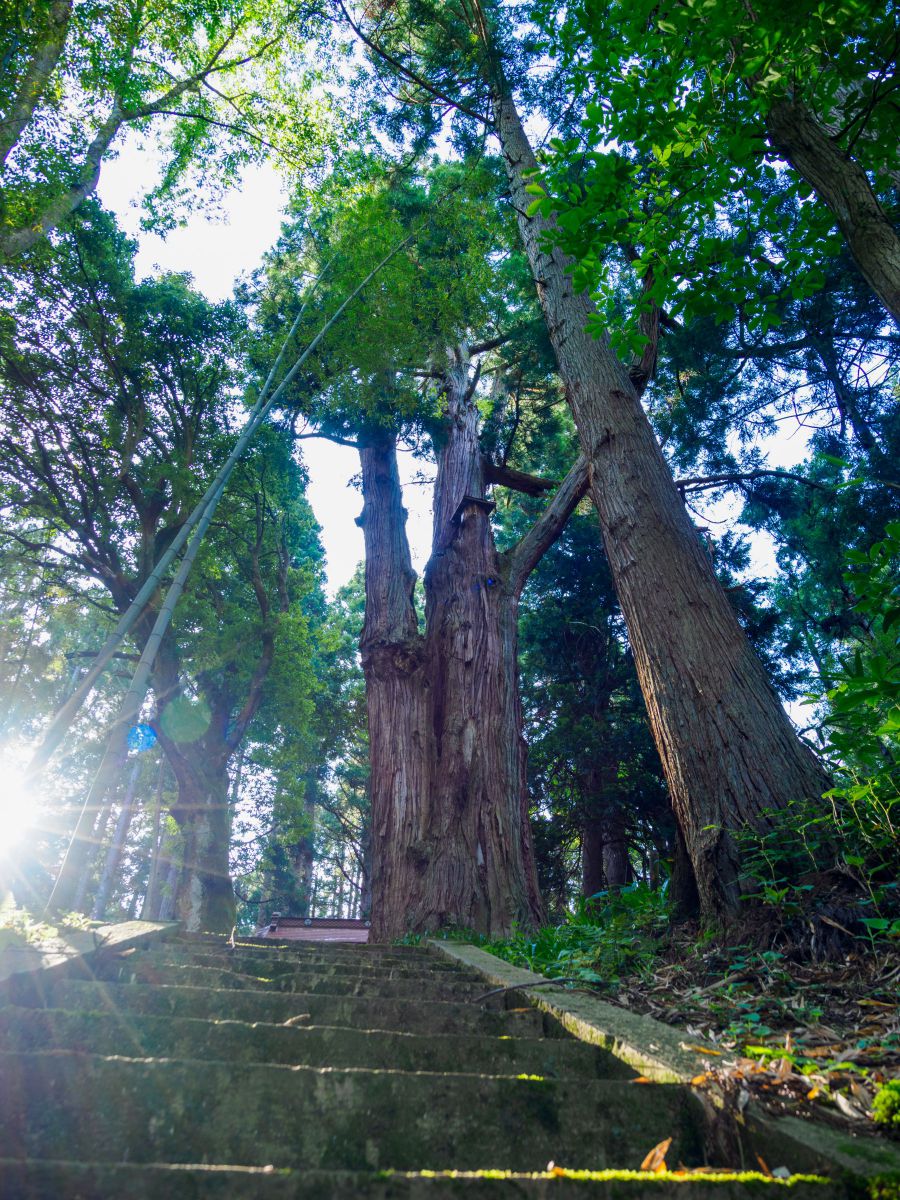 影沢の大杉 | GANREF