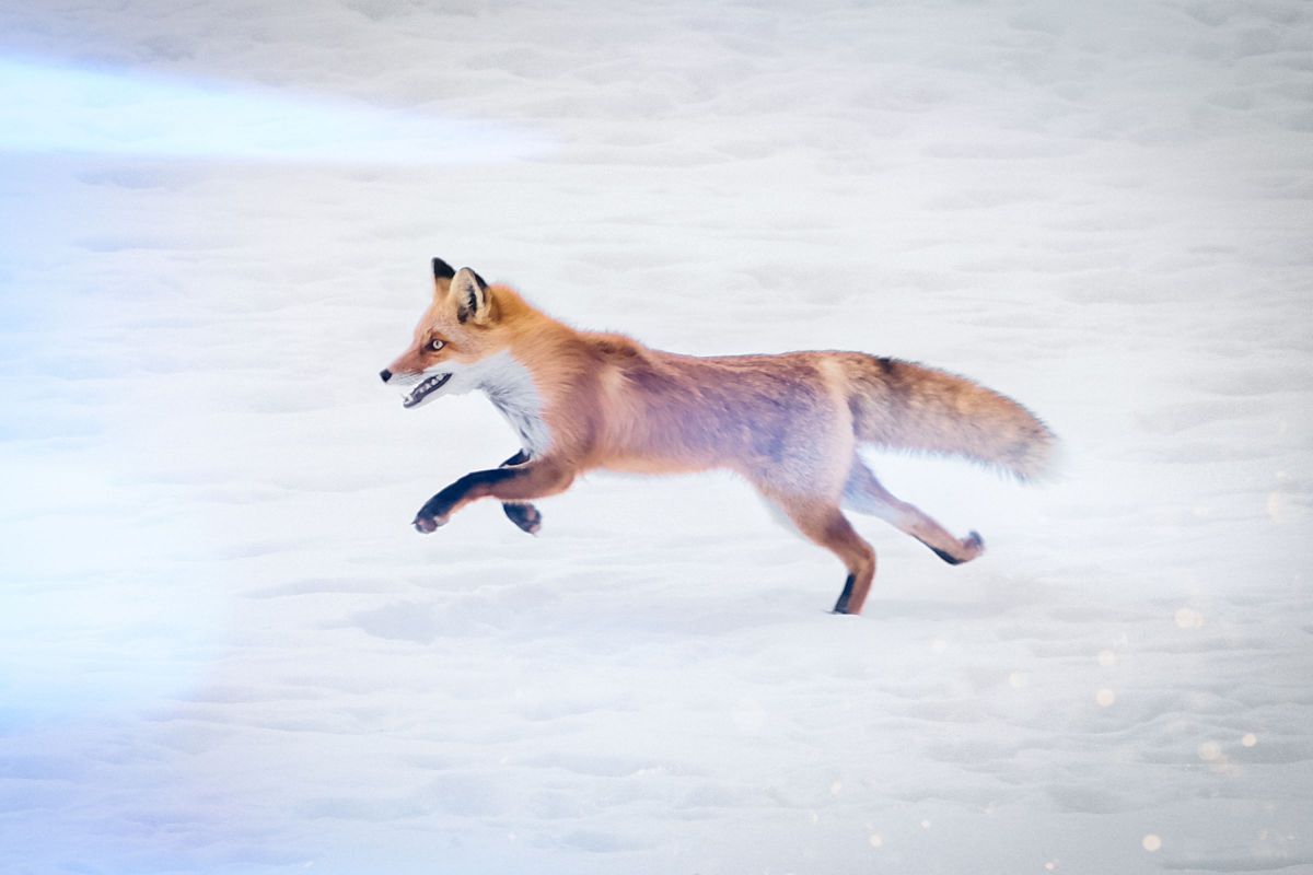 Let It Snow !! | GANREF