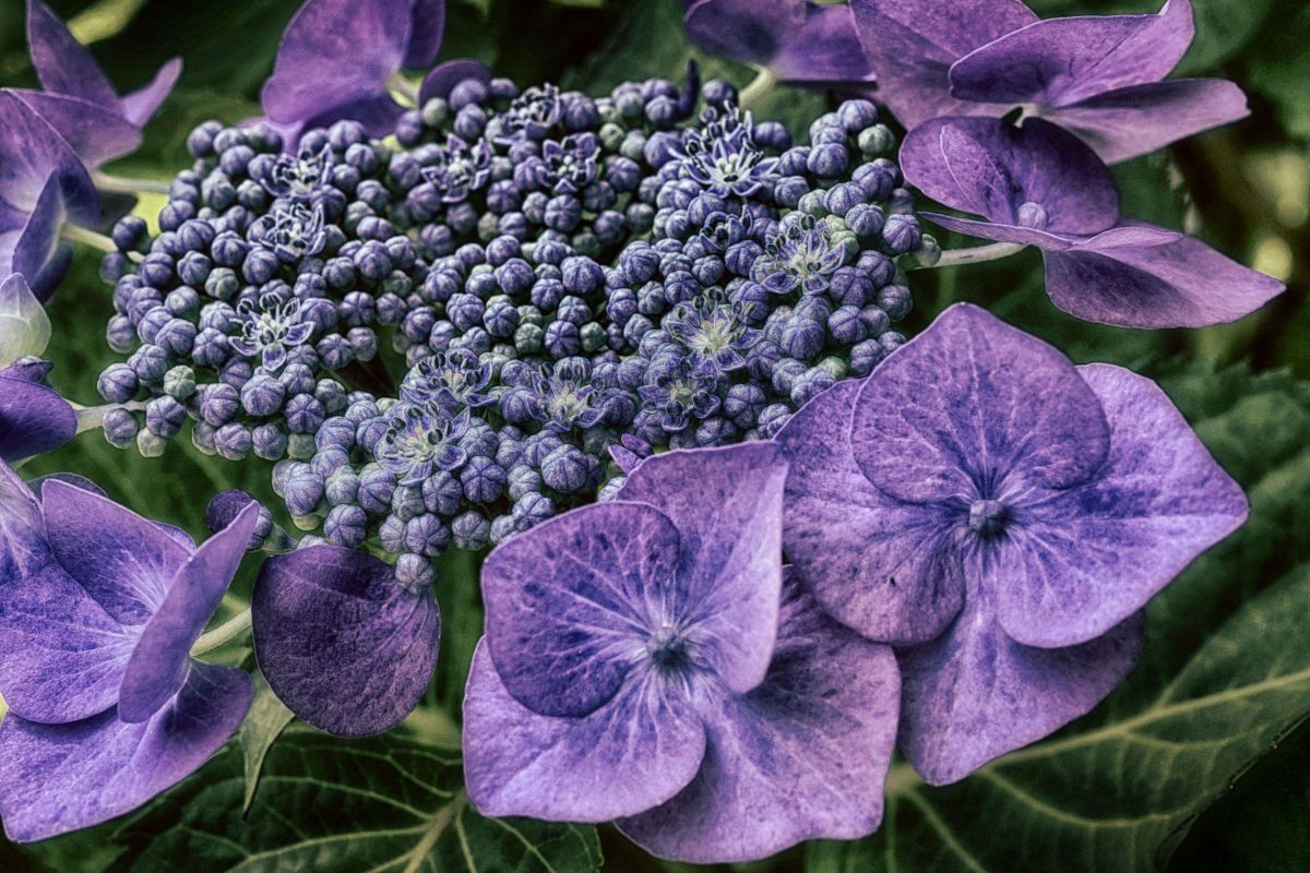 *Enchanted violet | GANREF