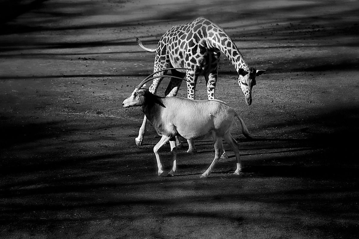 *Keep distance | GANREF