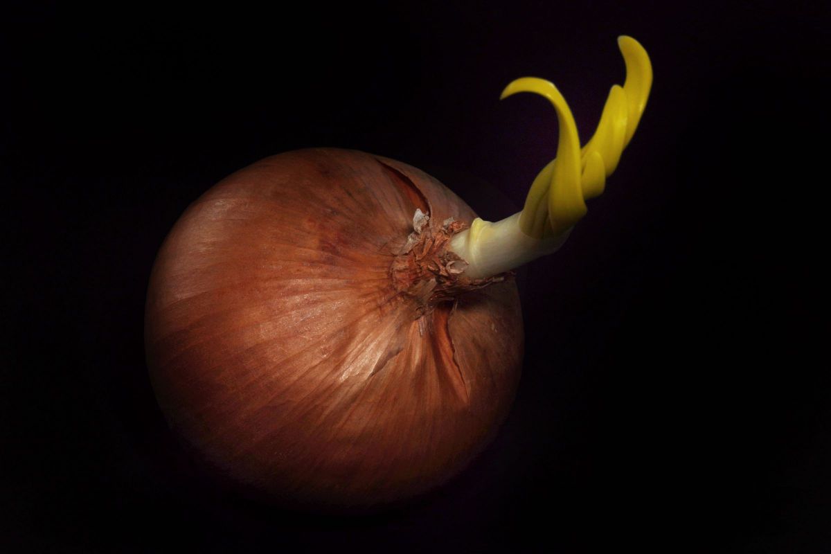 *Vegetables' | GANREF