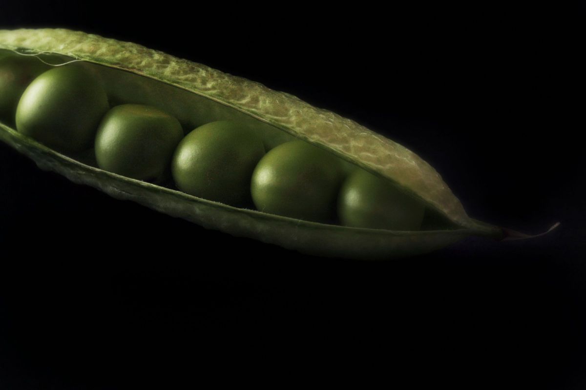 *Vegetables'' | GANREF