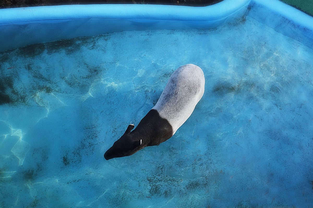 *in the pool | GANREF