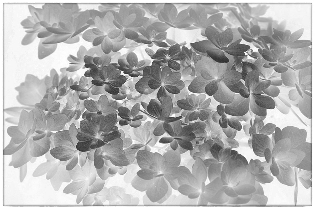 *Transparency | GANREF