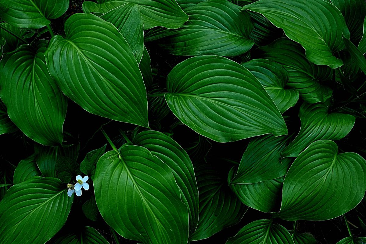 *Green leaves | GANREF