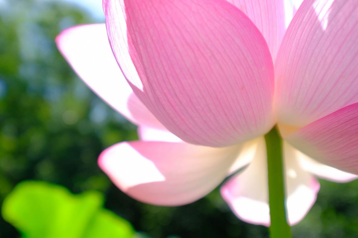 夏の始まり | GANREF