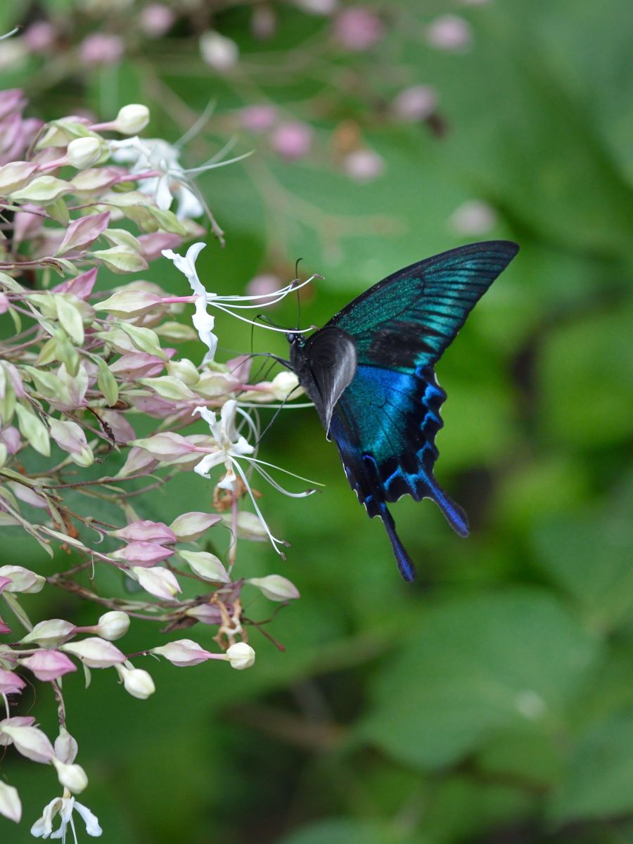 8月の薫ⅩⅢ：ミヤマカラスアゲハ | GANREF