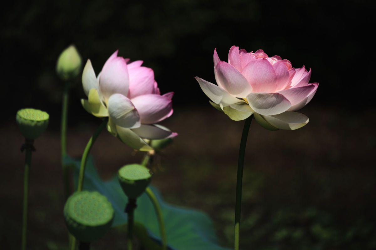 不生不滅 | GANREF