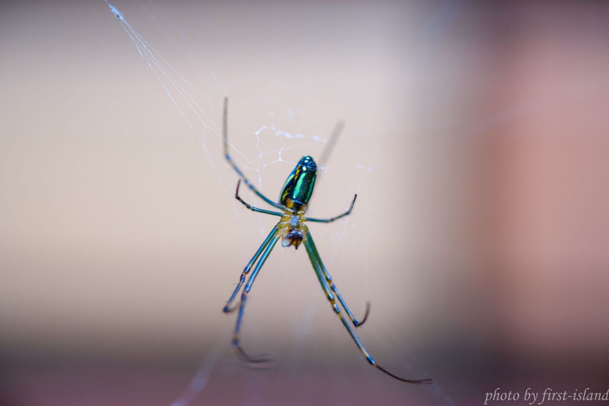 Metallic Spider | GANREF